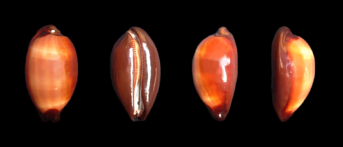 タカラガイ Cypraeaidae